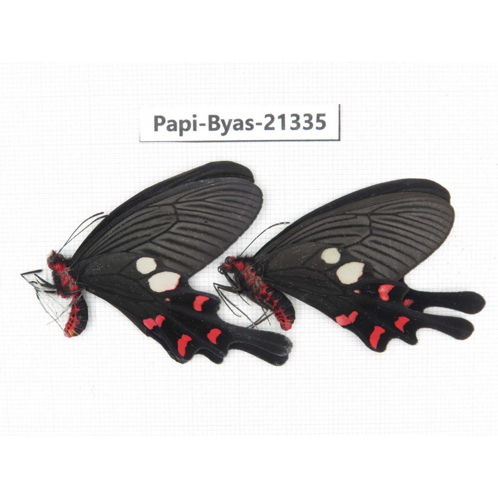 Papi-Byas-21335
